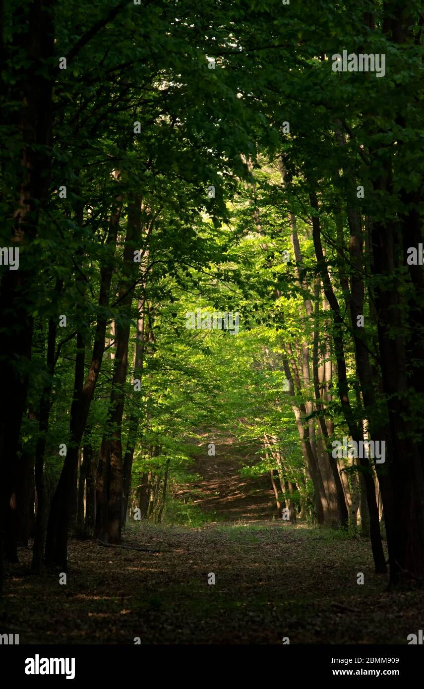 Thick forest path on hi-res stock photography and images - Alamy