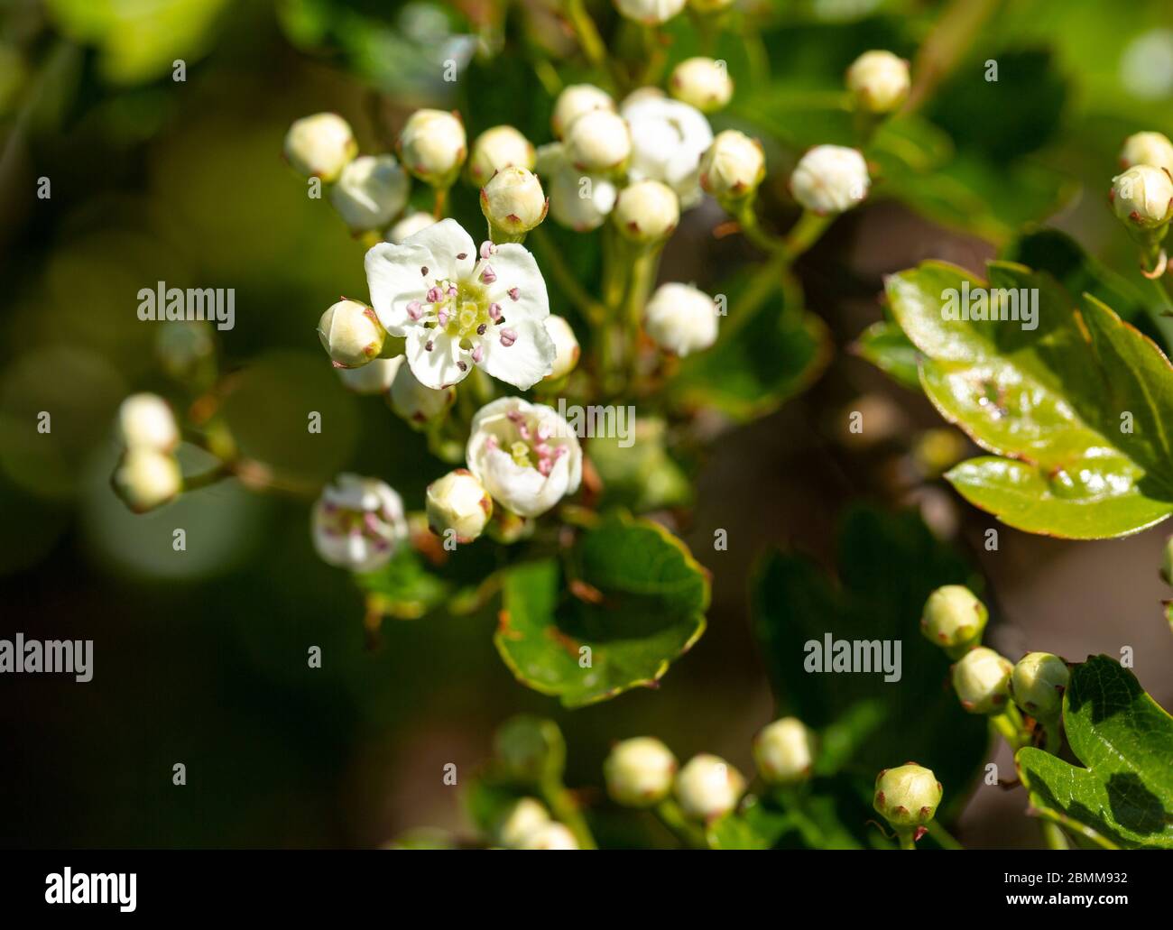 Macro close up hawthorn tree Crataegus monogyna bush flower buds and ...