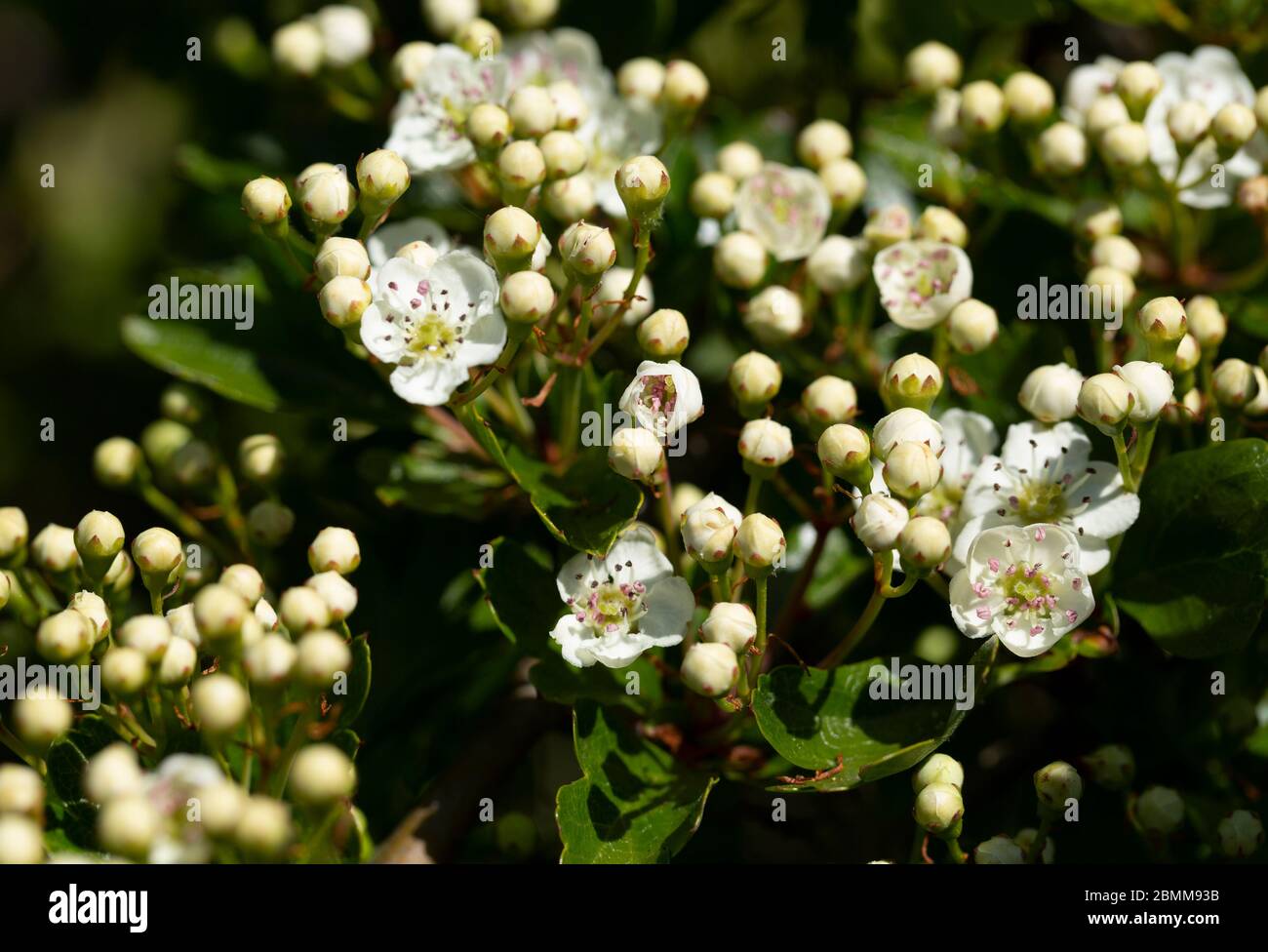 Macro close up hawthorn tree Crataegus monogyna bush flower buds and ...