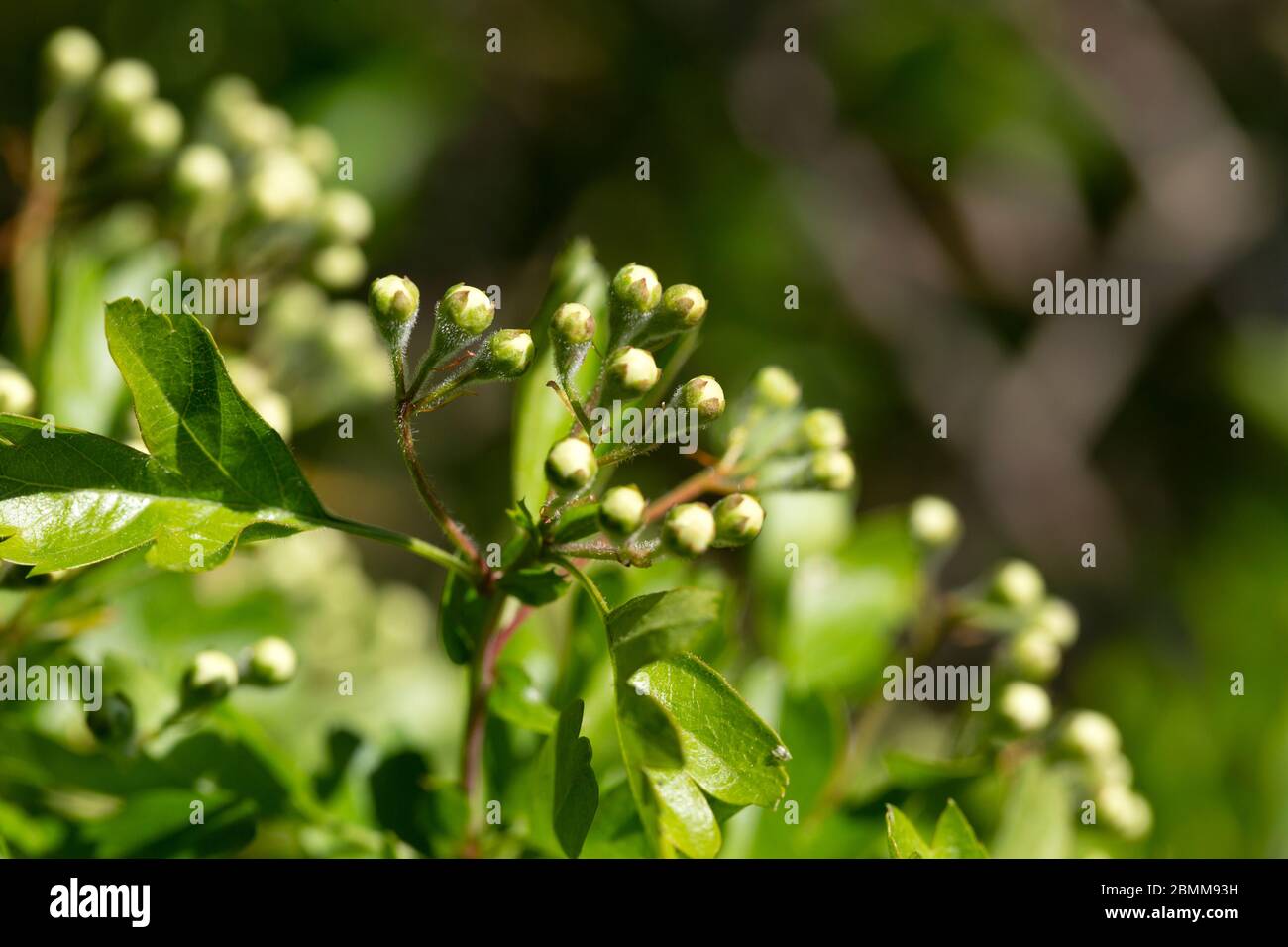 Macro close up hawthorn tree Crataegus monogyna bush flower buds and ...