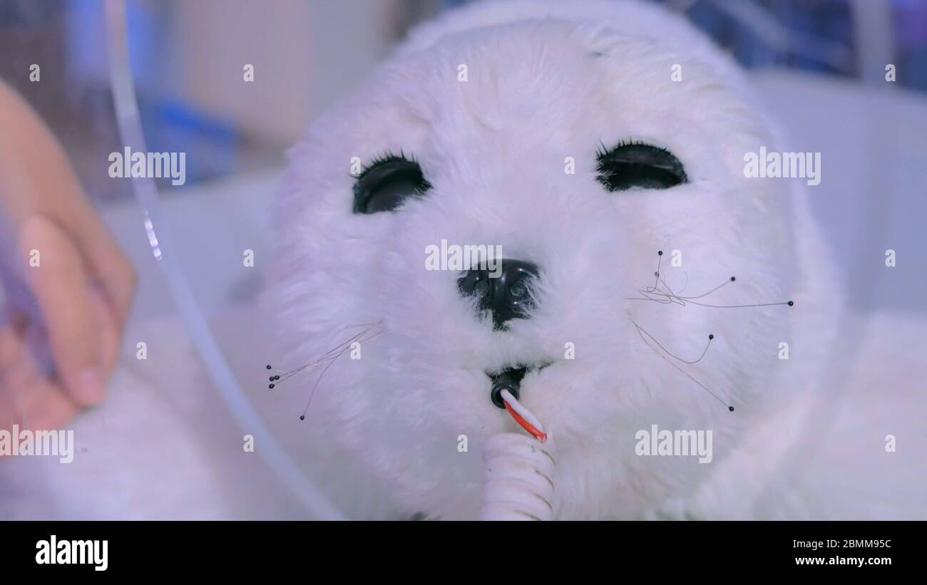 Woman strokes cute japan robot seal at technology exhibition. Robotic ...