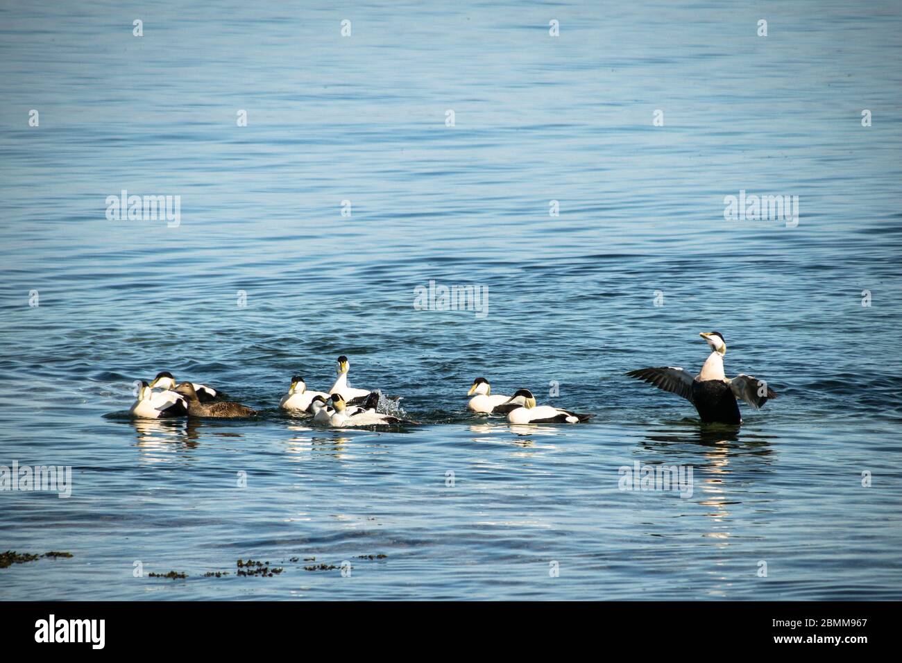 Male eider ducks (Somateria mollissima) displaying on the water to a ...