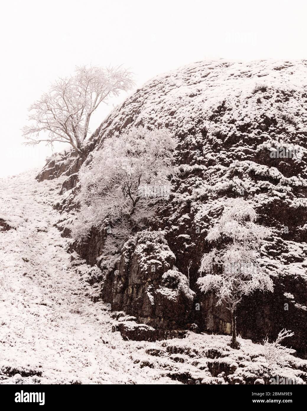 Snow covered trees in winter near Glencoe, Scotland Stock Photo - Alamy