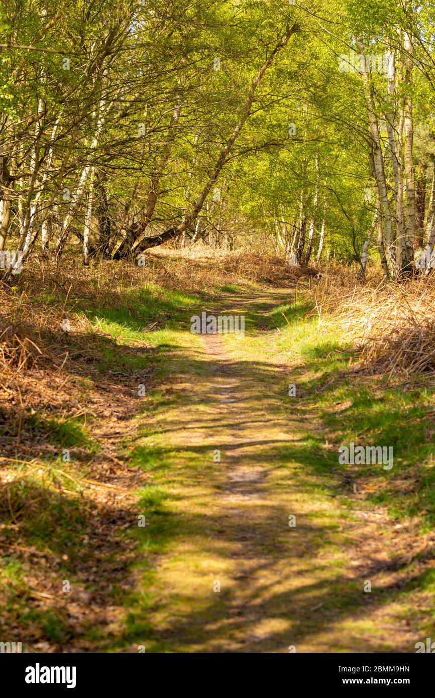 Tunnel pathway of green formed by tree branches and leaves, Sutton ...