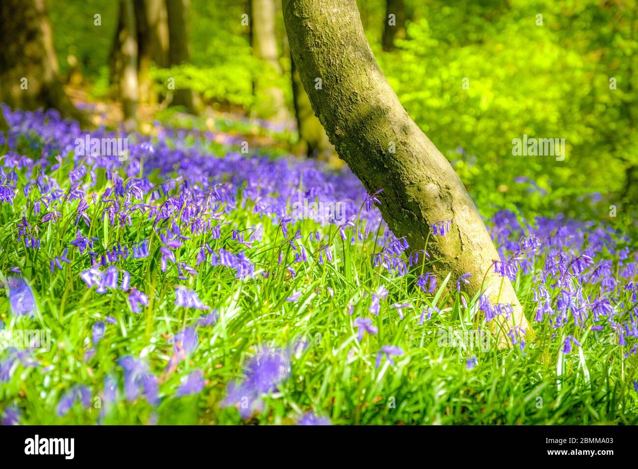 Bluebells in the woods hi-res stock photography and images - Alamy
