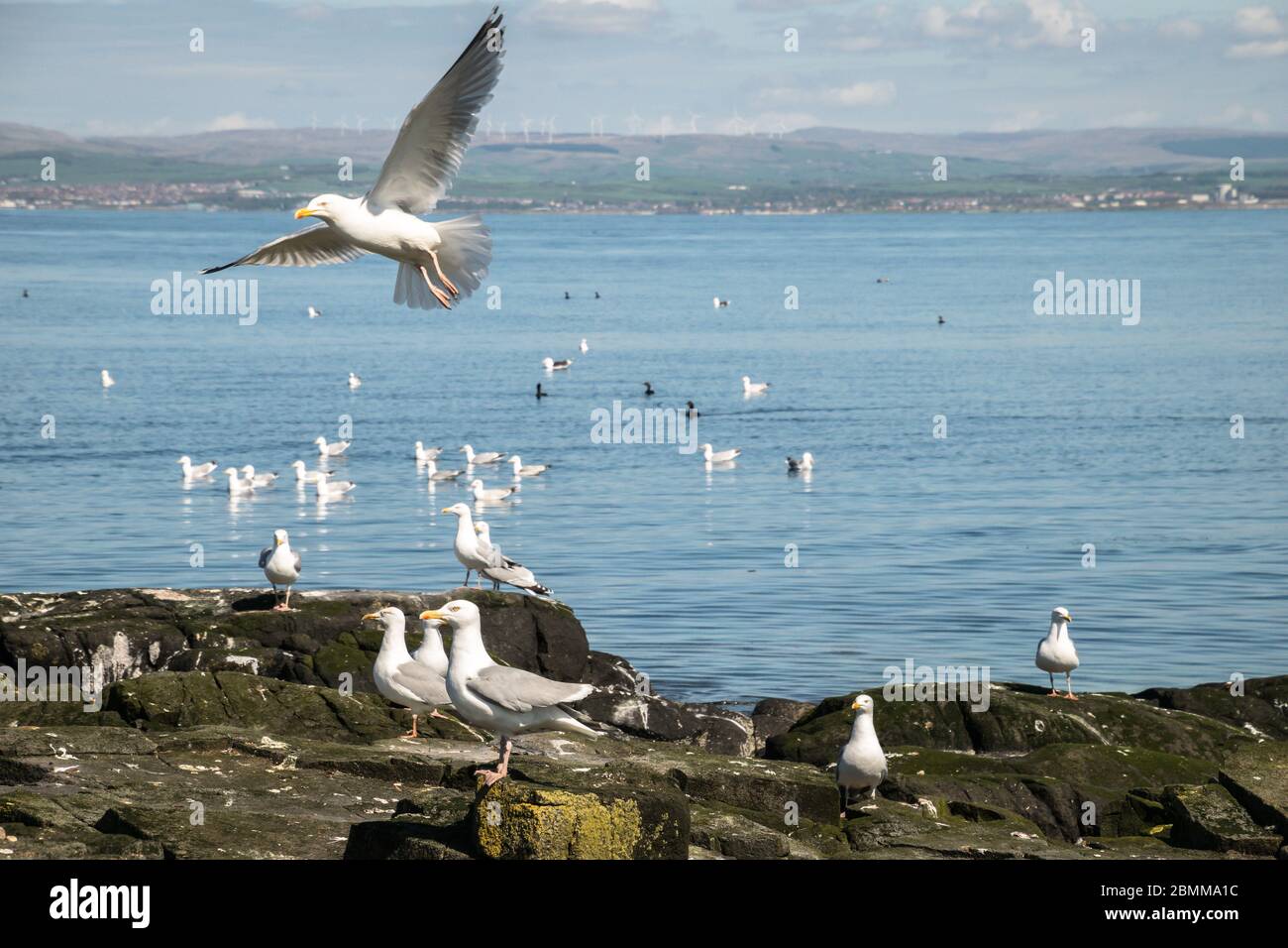 A flock of herring gulls (Larus argentatus) on the rocks by the sea ...