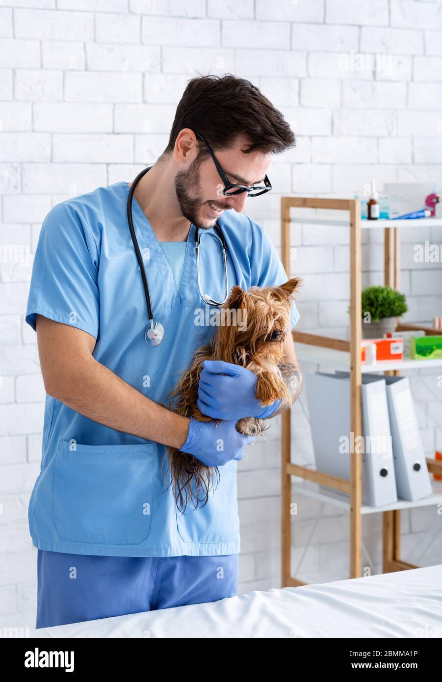Animal care concept. Happy veterinarian doctor holding cute Yorkshire ...