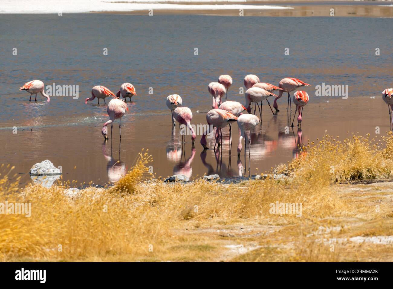 Spectacular panoramic view of pink james flamingos at Canapa Lake ...