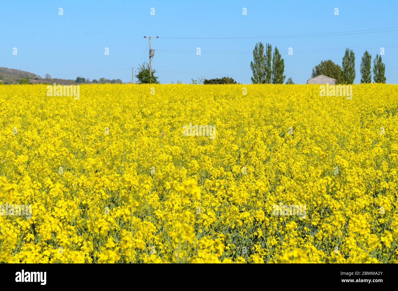Rapeseed Fields in their full yellow colour, in Bredon, Worcestershire ...