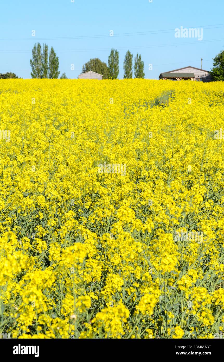 Rapeseed Fields in their full yellow colour, in Bredon, Worcestershire ...