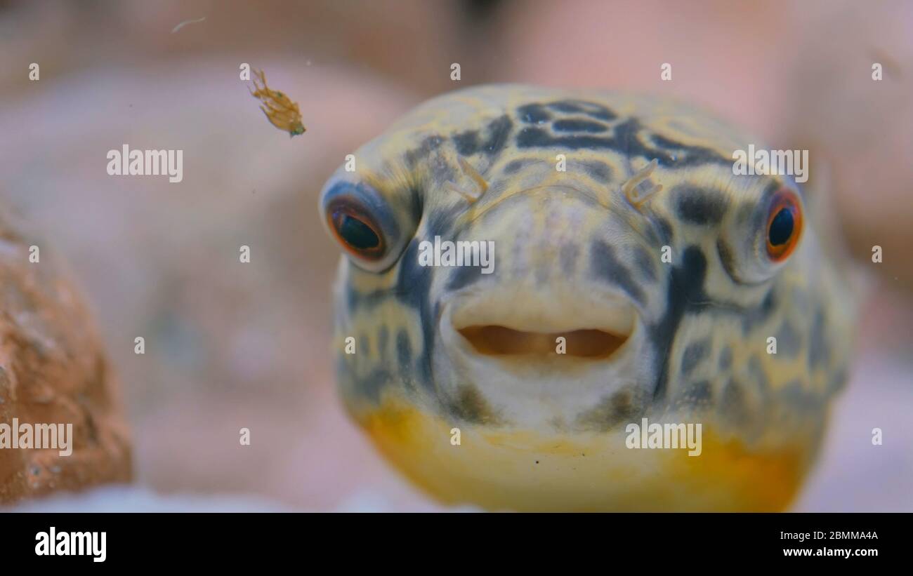 Close up shot of head of fish. Animals and nature concept Stock Photo ...