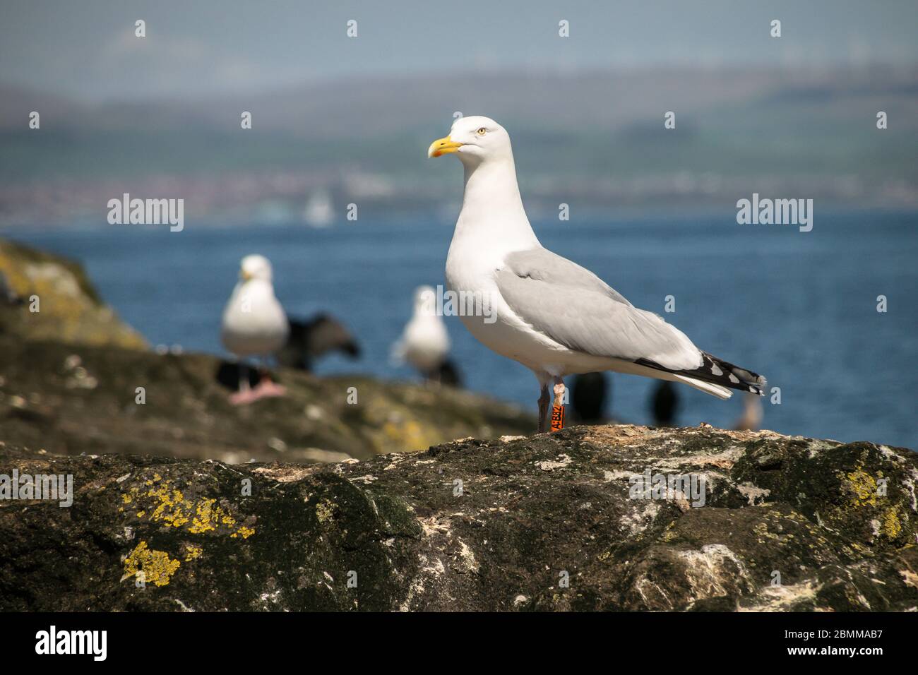 Lady isle clyde hi-res stock photography and images - Alamy