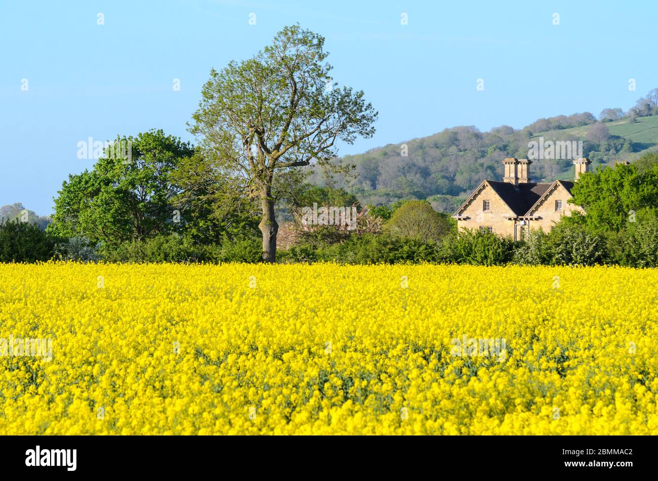 Rapeseed Fields in their full yellow colour, in Bredon, Worcestershire ...