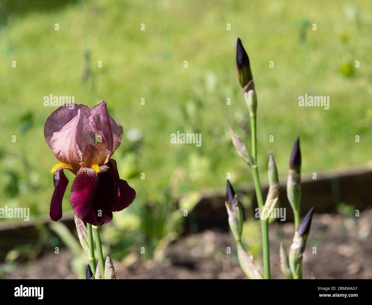 Bearded Iris (Iris Germanica) in flower and bud Stock Photo - Alamy
