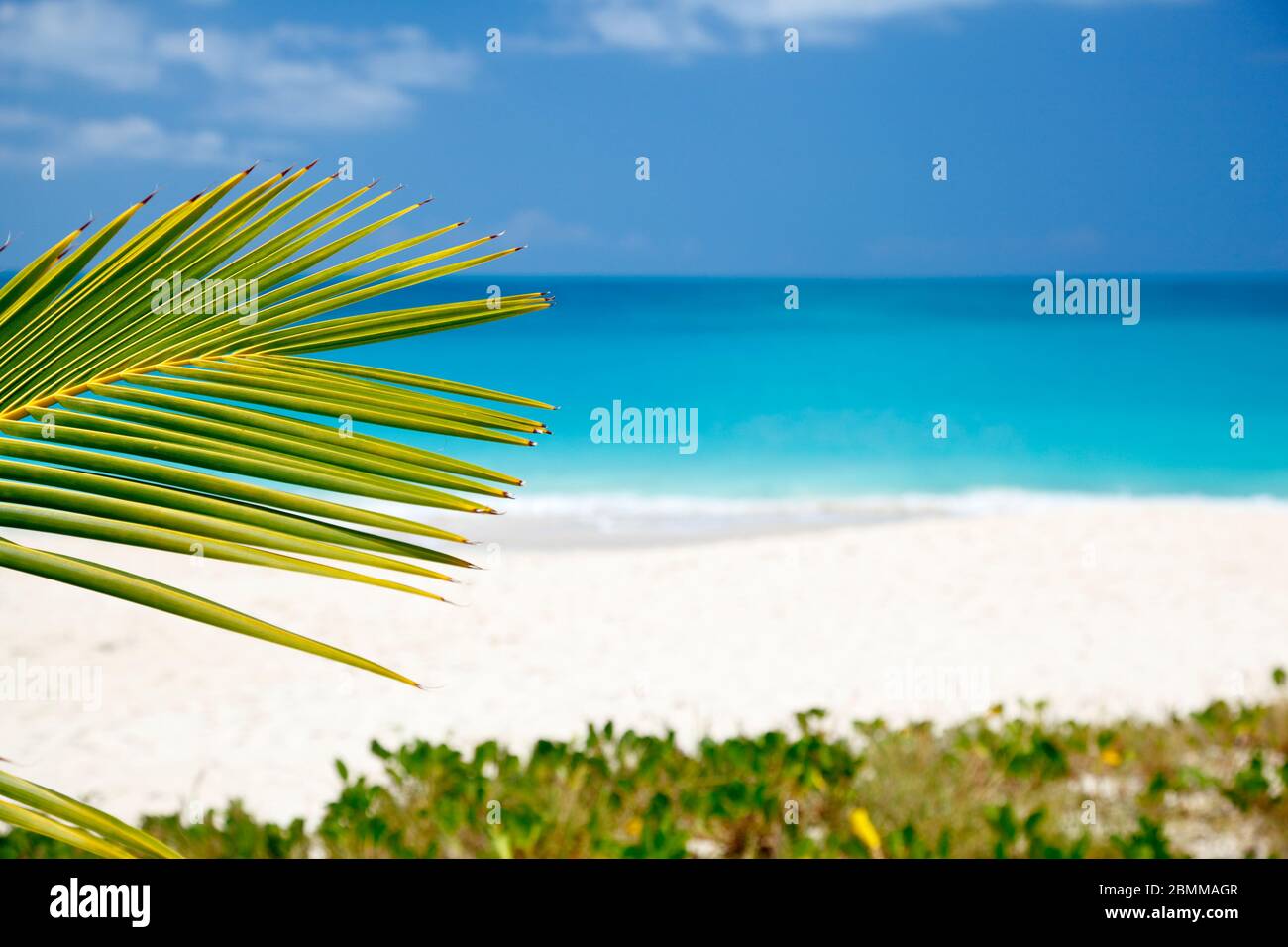 Bay leaf caribbean hi-res stock photography and images - Alamy