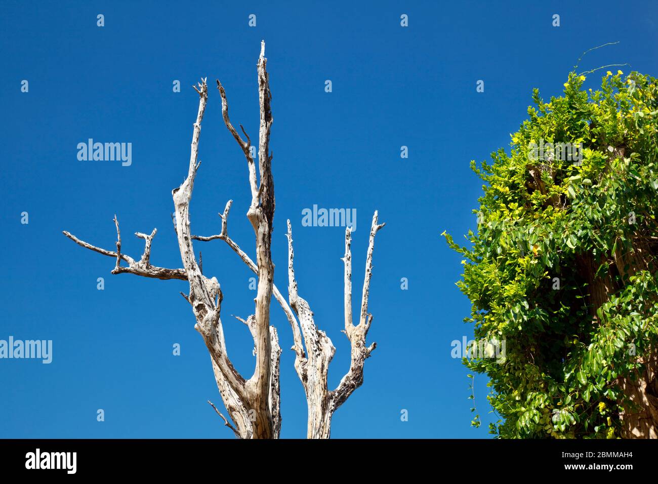 Old dead trees being used as a host by tropical plants Stock Photo - Alamy