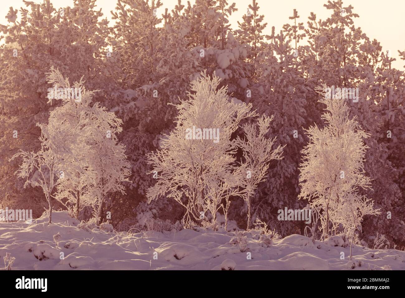 Backlit trees snow hi-res stock photography and images - Alamy