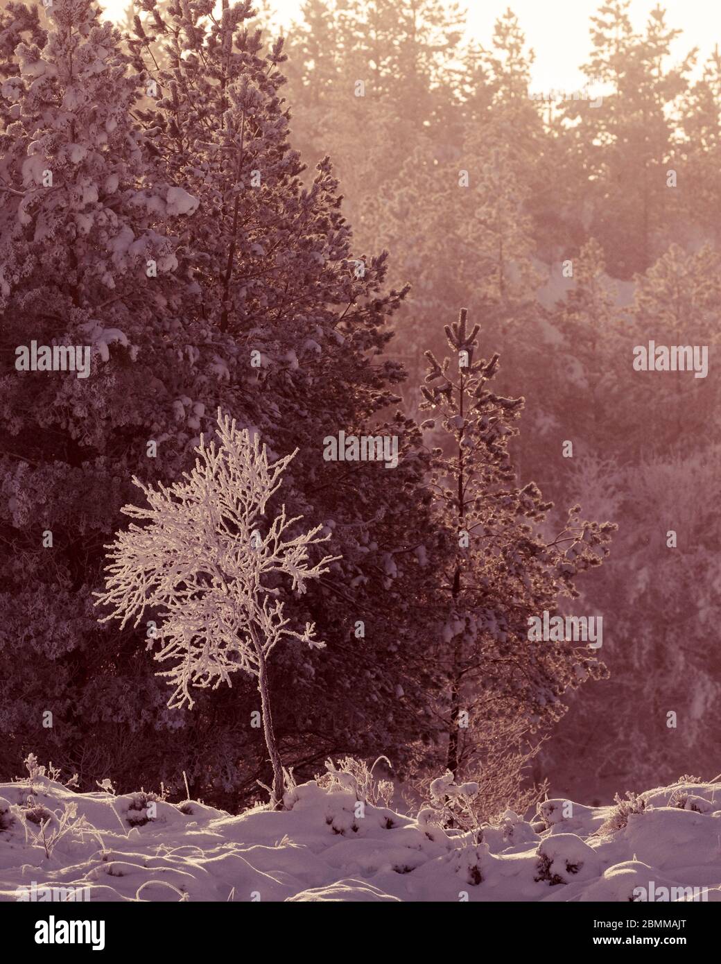 Backlit trees snow hi-res stock photography and images - Alamy