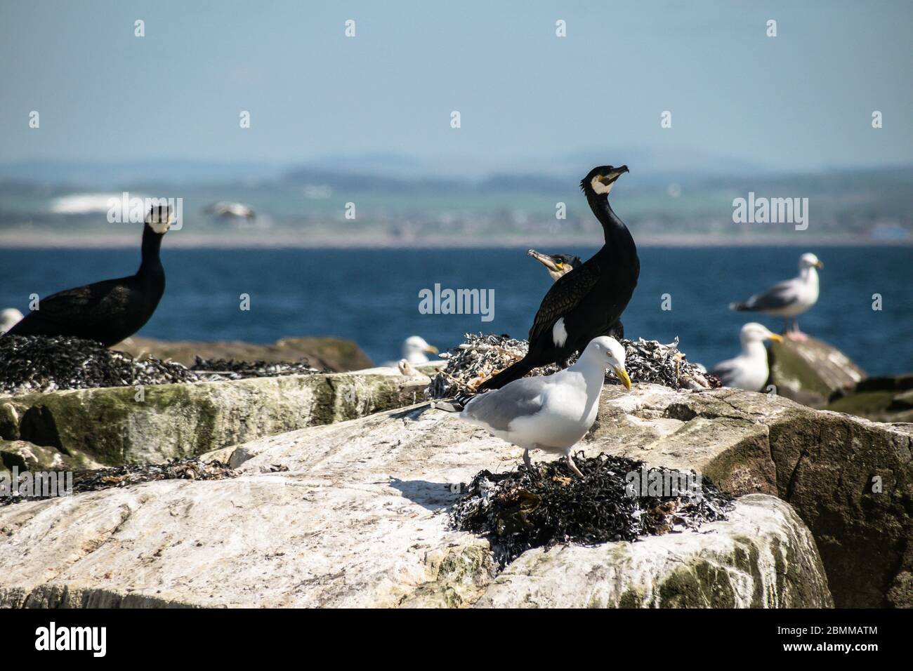 Lady isle scotland troon hi-res stock photography and images - Alamy