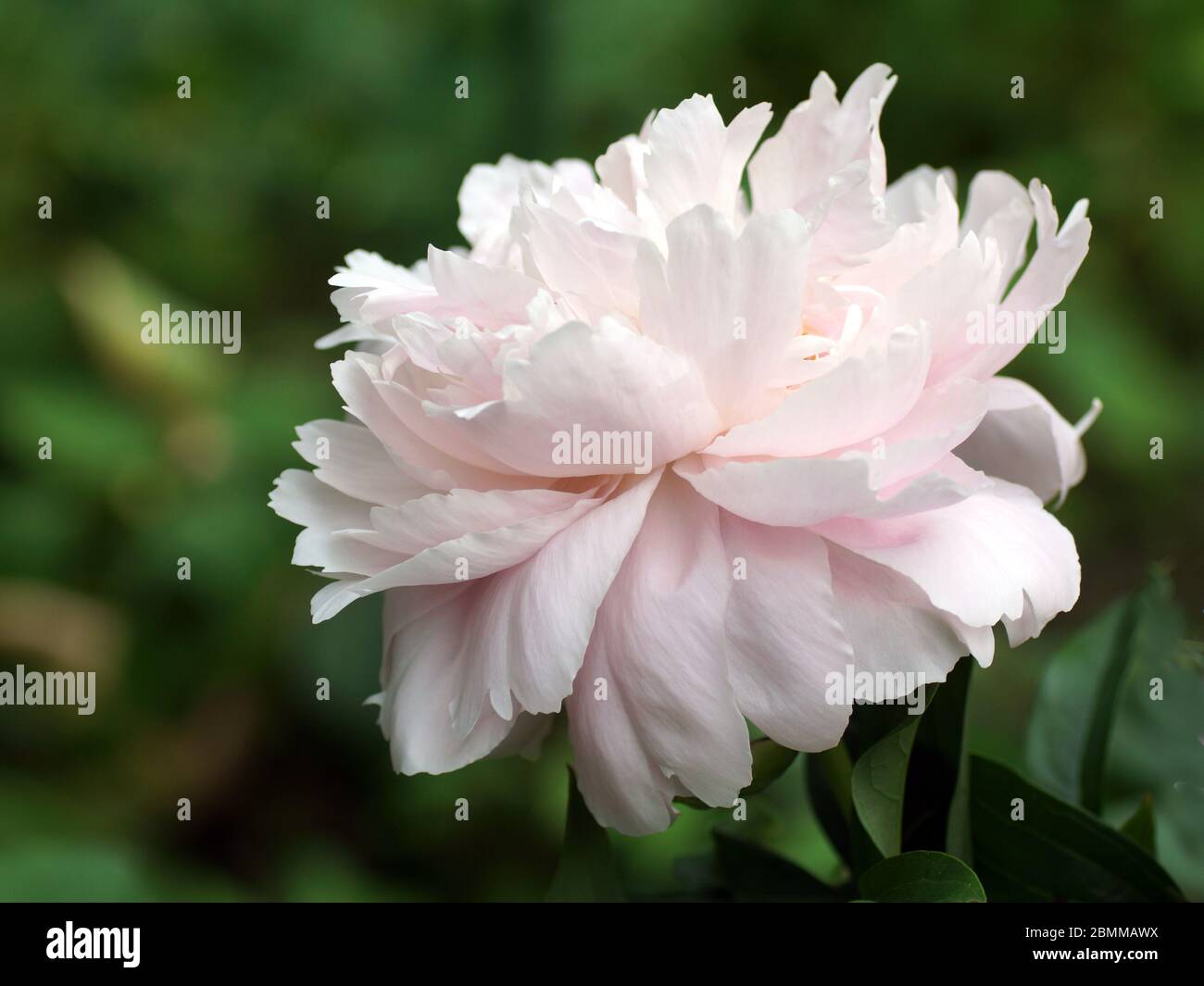 Paeonia Reine Deluxe. Double pink peony flower. Paeonia lactiflora ...
