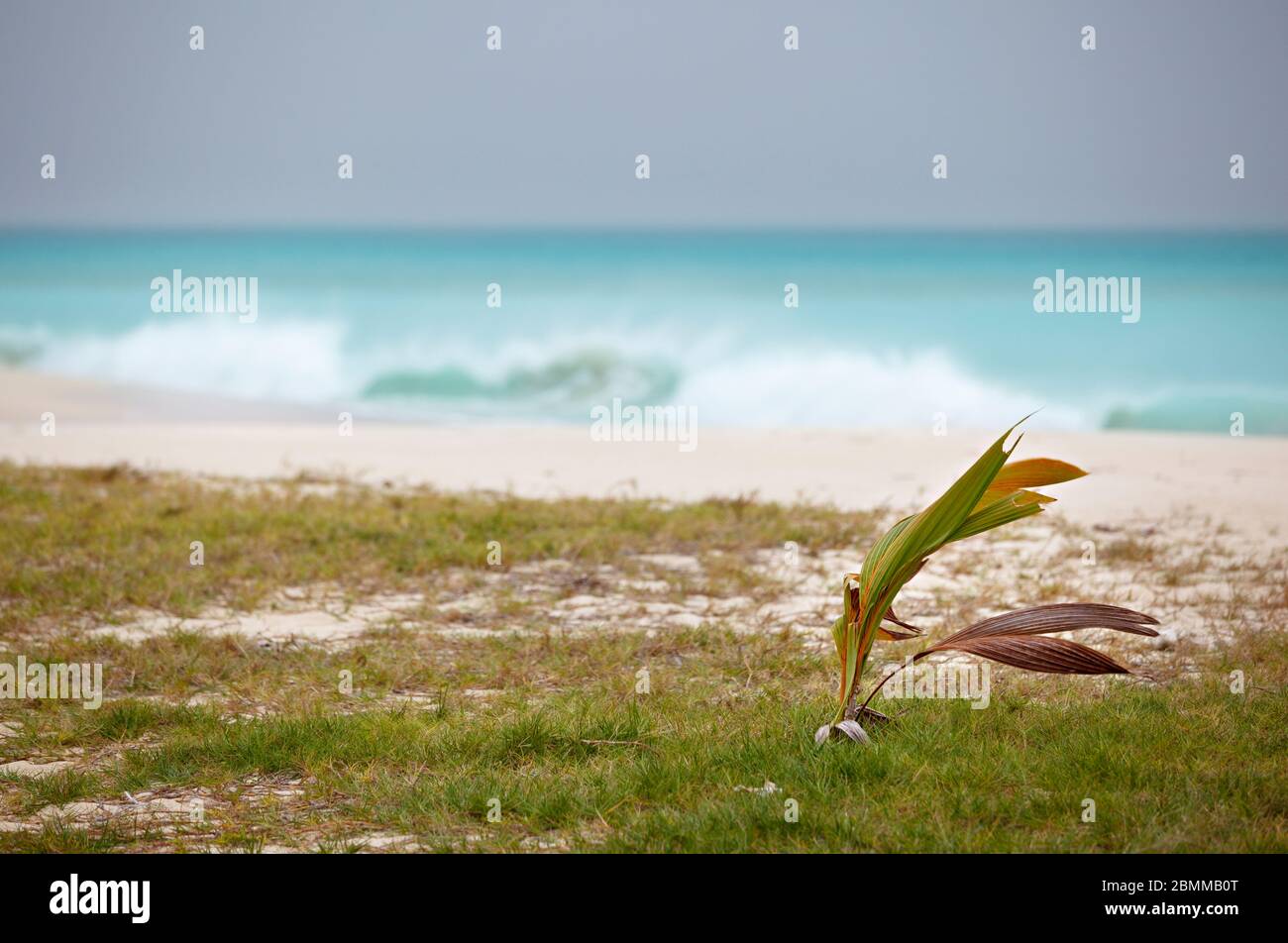 Bending palm tree hi-res stock photography and images - Alamy