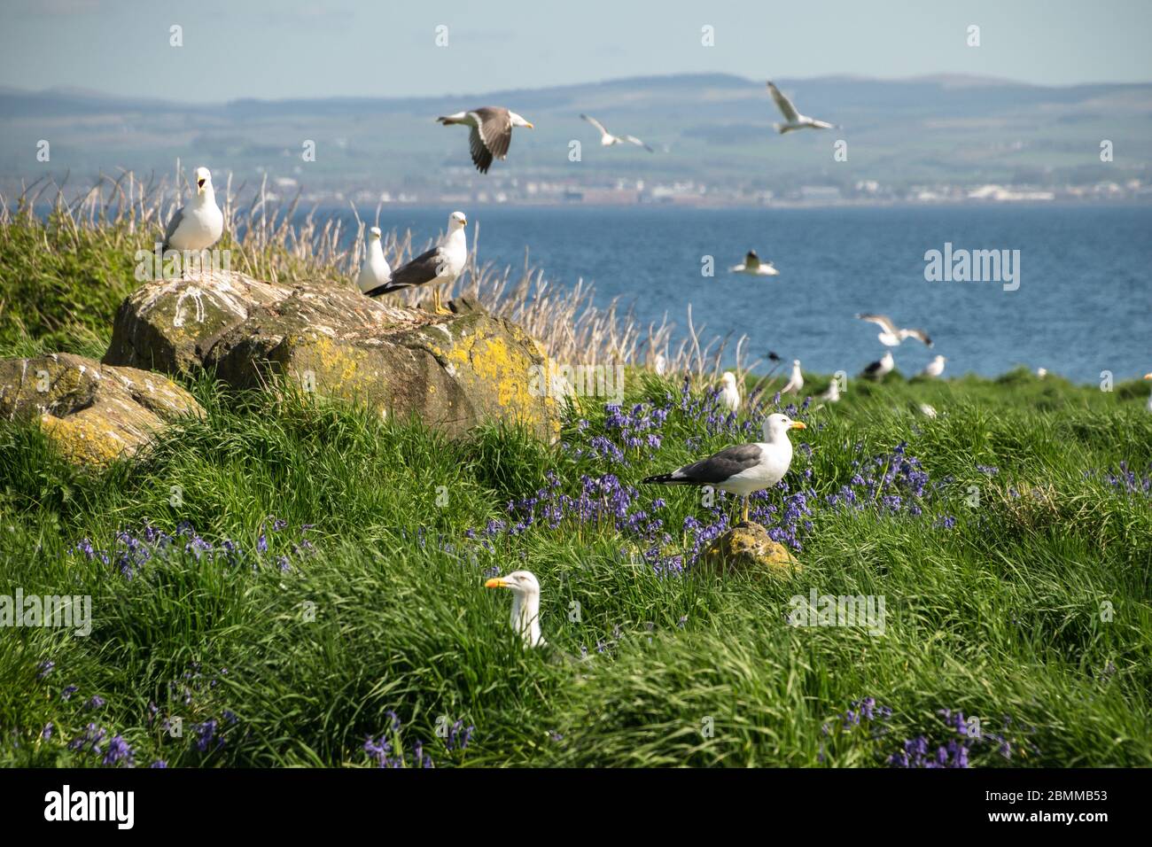 Lady isle scotland troon hi-res stock photography and images - Alamy