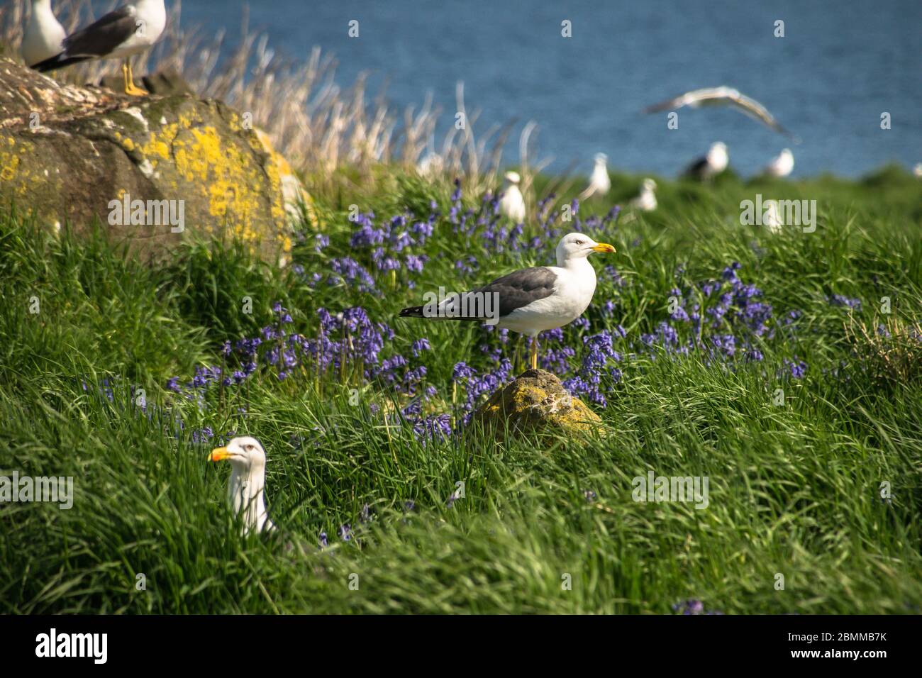 Green grass breeding colony hi-res stock photography and images - Alamy