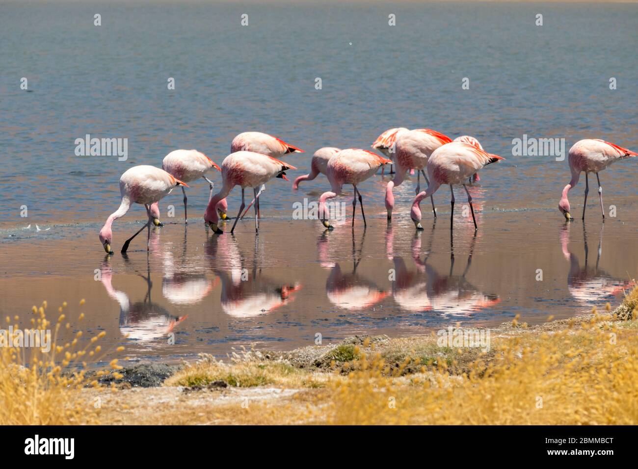 Spectacular panoramic view of pink james flamingos at Canapa Lake ...