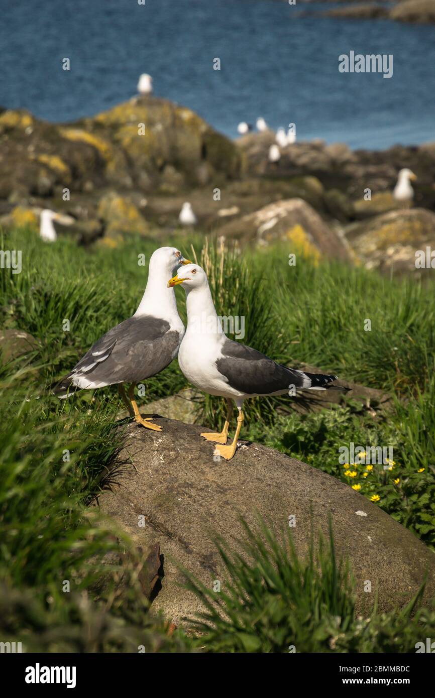 Lady isle scotland clyde hi-res stock photography and images - Alamy