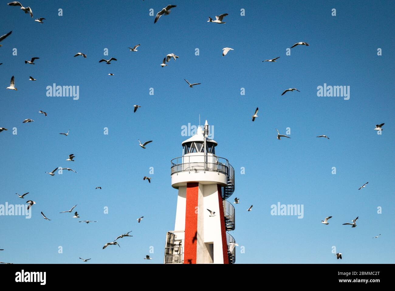 Lighthouses With Birds