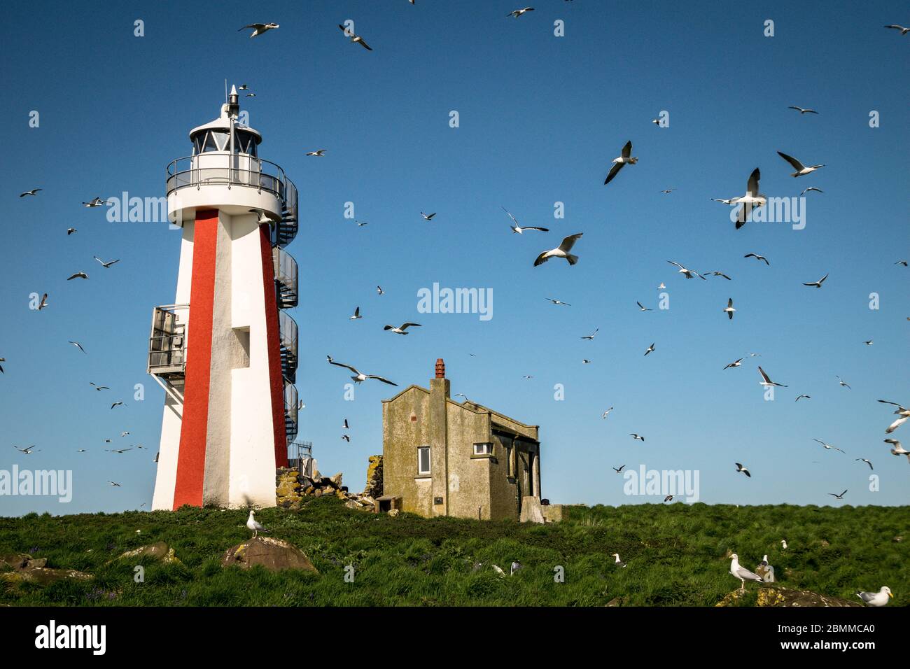 Lighthouses With Birds
