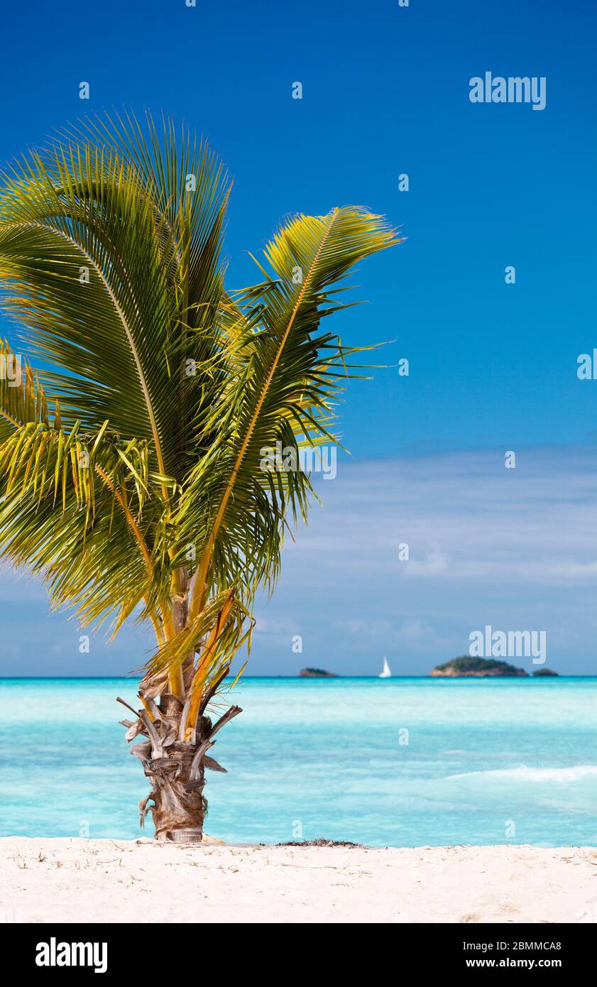 Tree on caribbean beach hi-res stock photography and images - Alamy