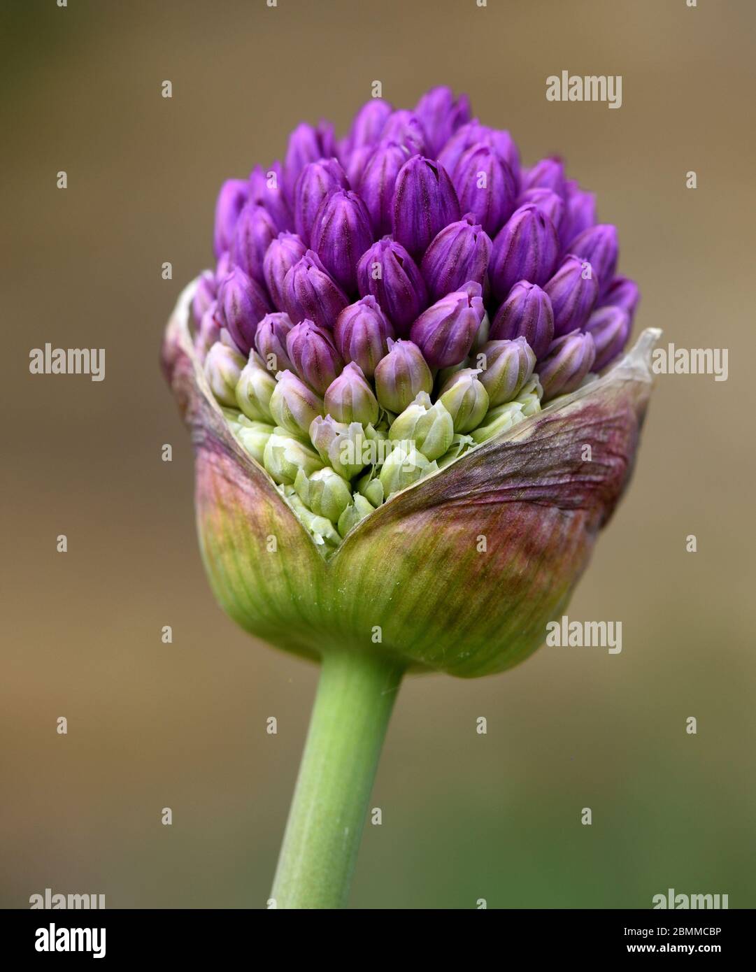 Allium buds hi-res stock photography and images - Alamy