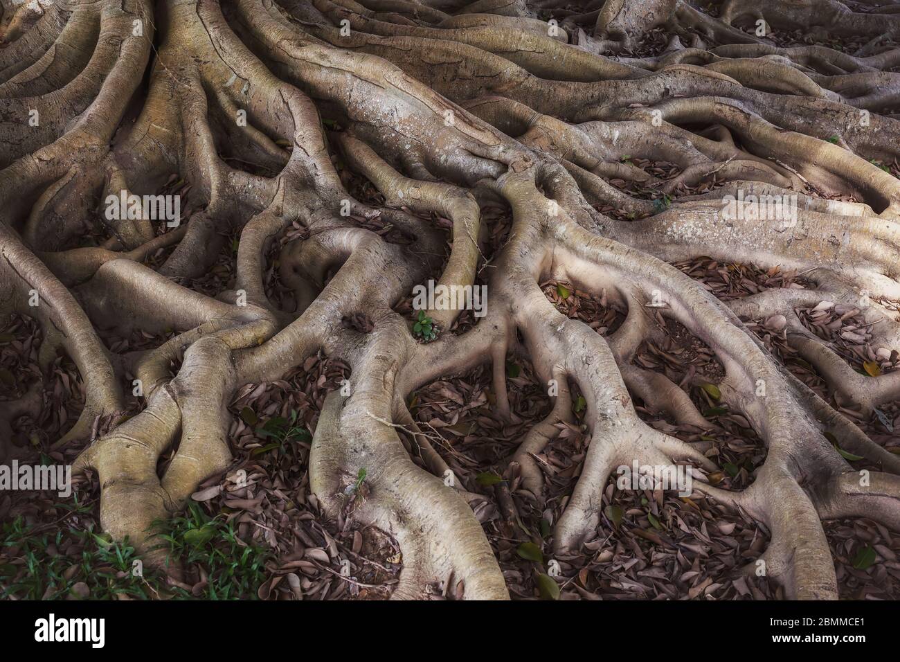 Old mystery roots in forest Stock Photo - Alamy