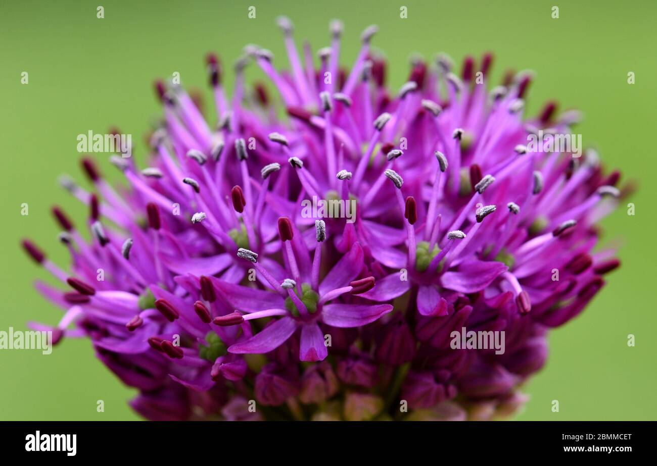 Bud burst hi-res stock photography and images - Alamy