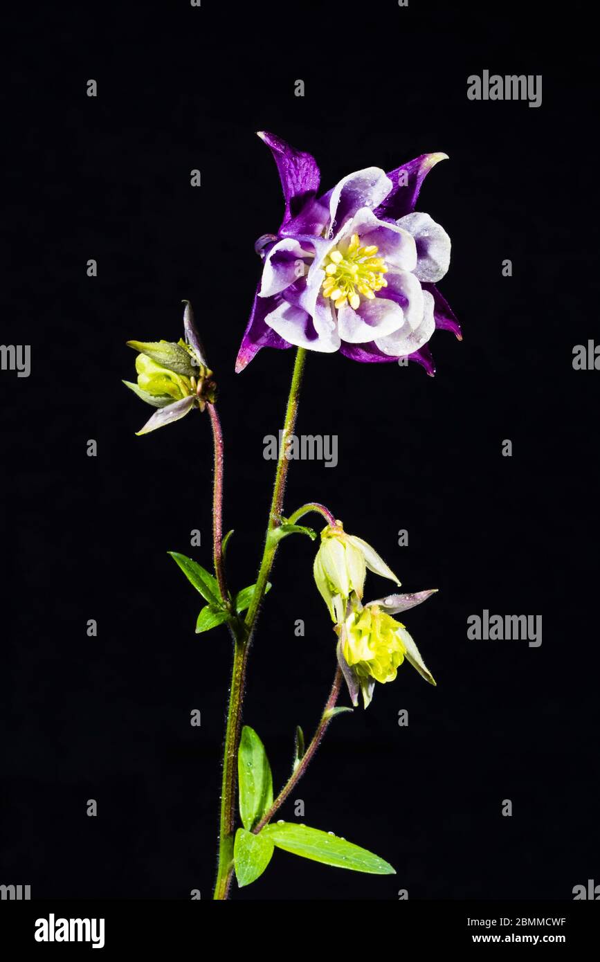 Studio close-up of an Aquilegia vulgaris (American bluebell Stock Photo ...