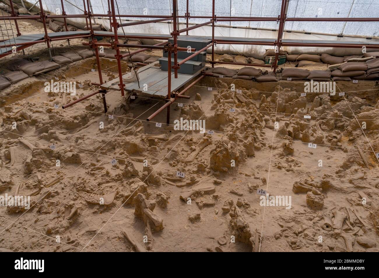 Fossil bone south africa hi-res stock photography and images - Alamy