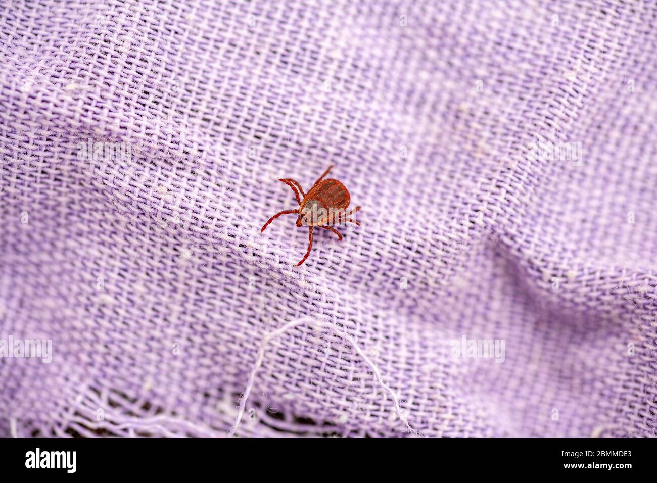 A true ixodid mite blood sucking parasite carrying the acarid disease ...