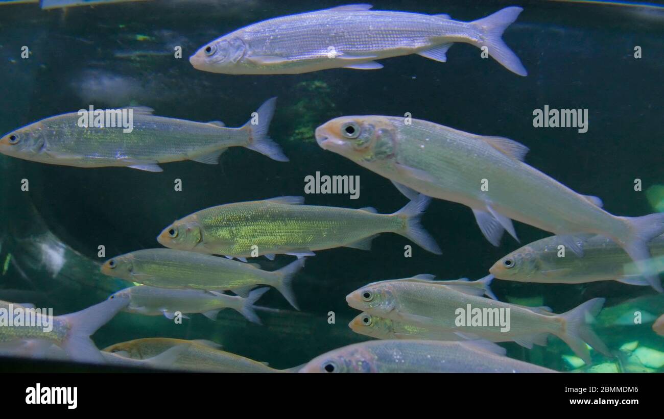 Shoal silver fish swimming underwater hi-res stock photography and ...