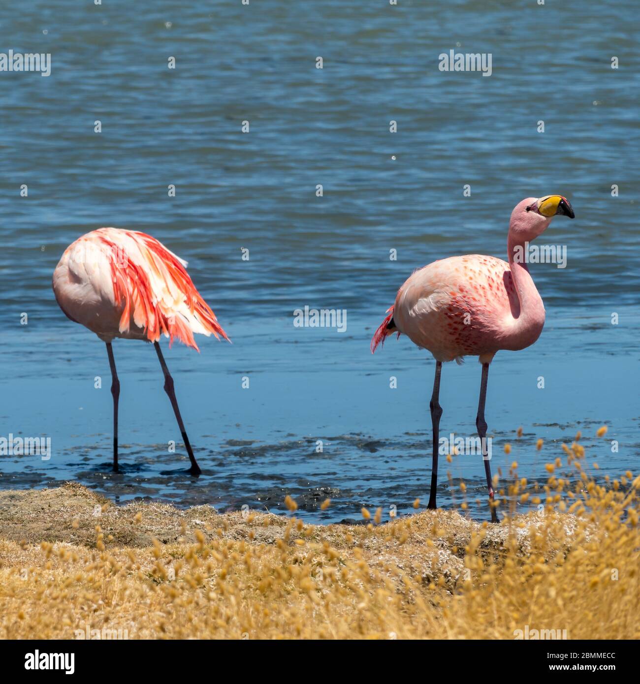 Spectacular panoramic view of pink james flamingos at Canapa Lake ...