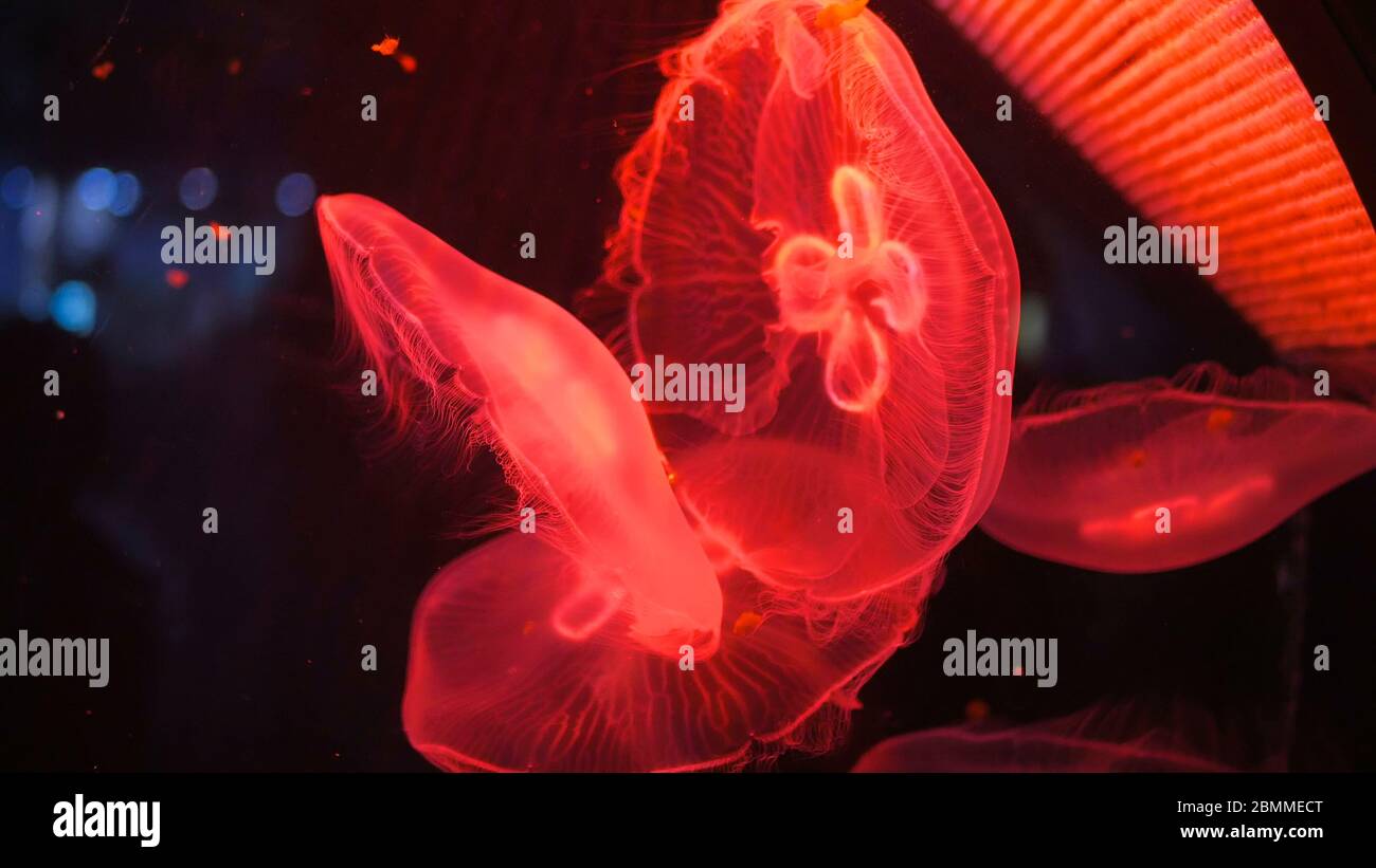 Jellyfish slowly swimming underwater with red light Stock Photo - Alamy