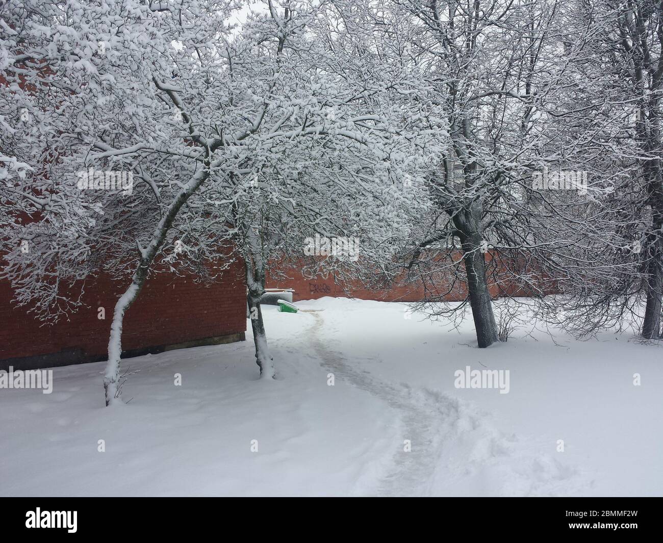 Trees in fresh snow during winter time Stock Photo - Alamy