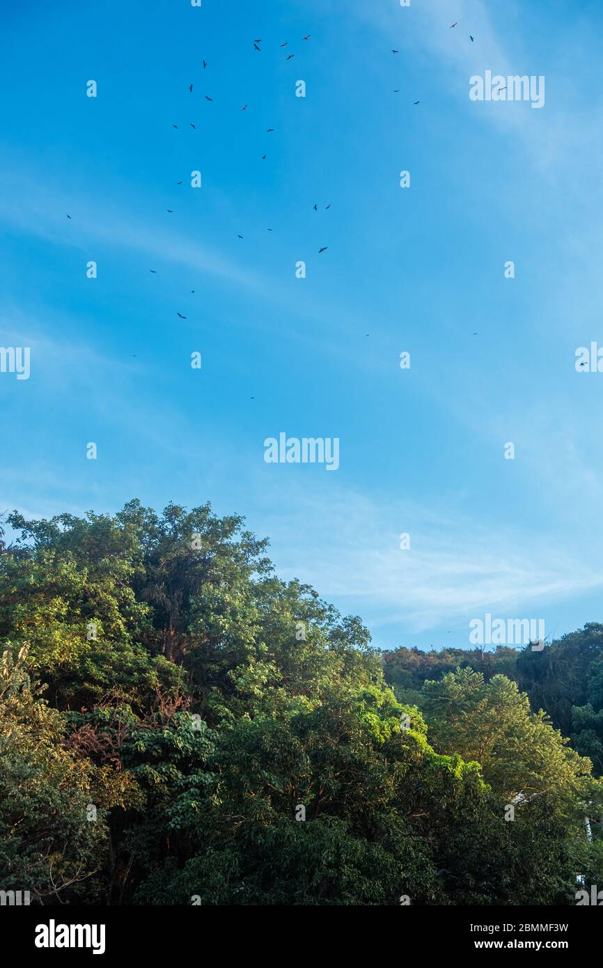Birds circling over the forest in Goa, India Stock Photo - Alamy
