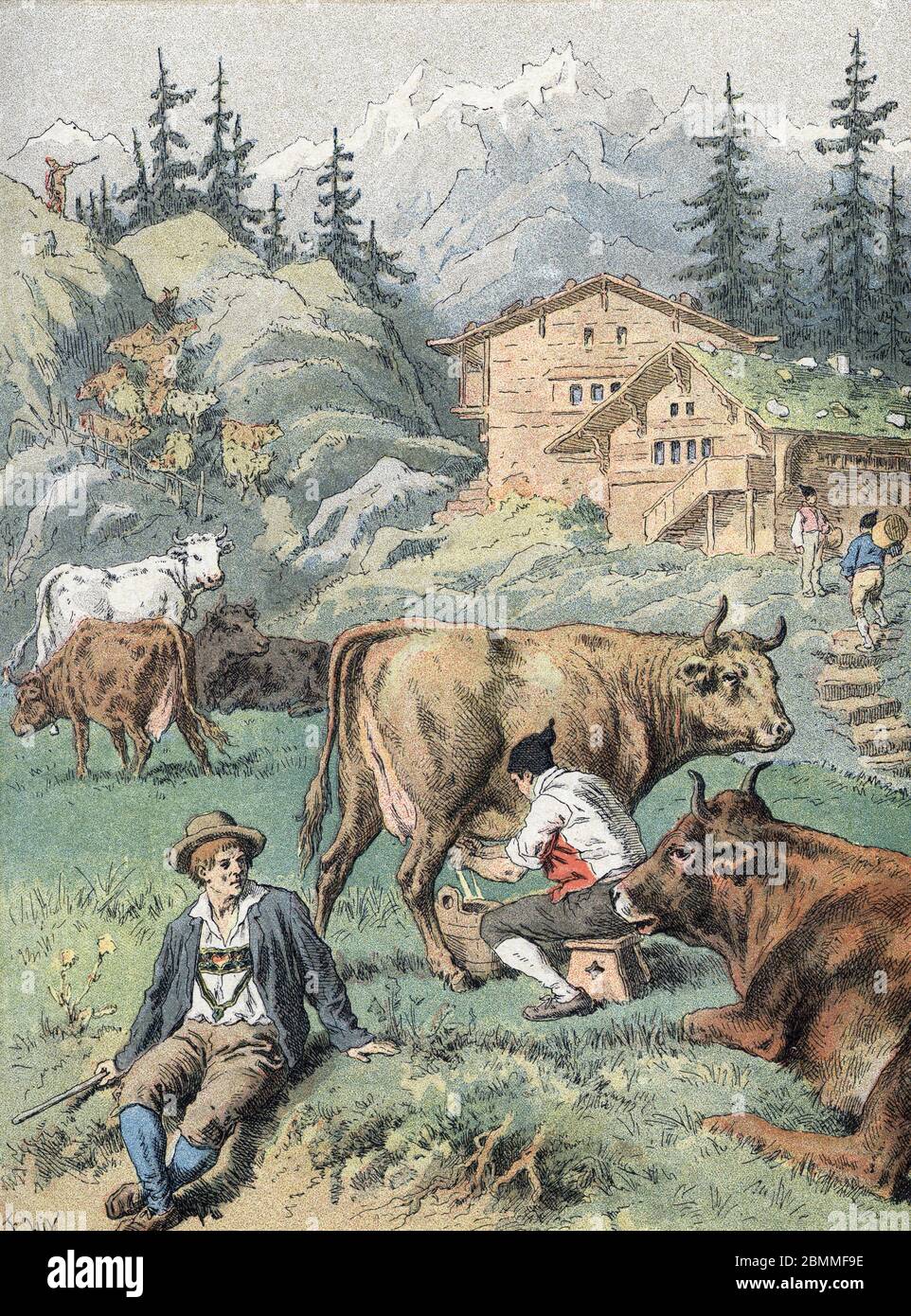 Vache suisse dans les alpes suisses hi-res stock photography and images ...