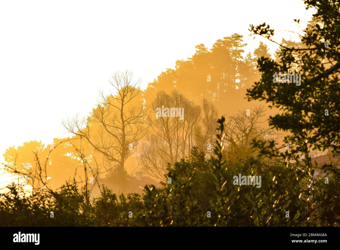 Gold yellow mist hi-res stock photography and images - Alamy