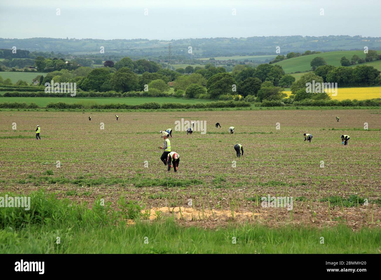 Picking Crops Uk England Uk High Resolution Stock Photography and ...