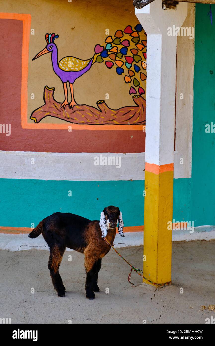 India, Gujarat, Kutch, Hodka village, Meghwal ethnic group Stock Photo ...