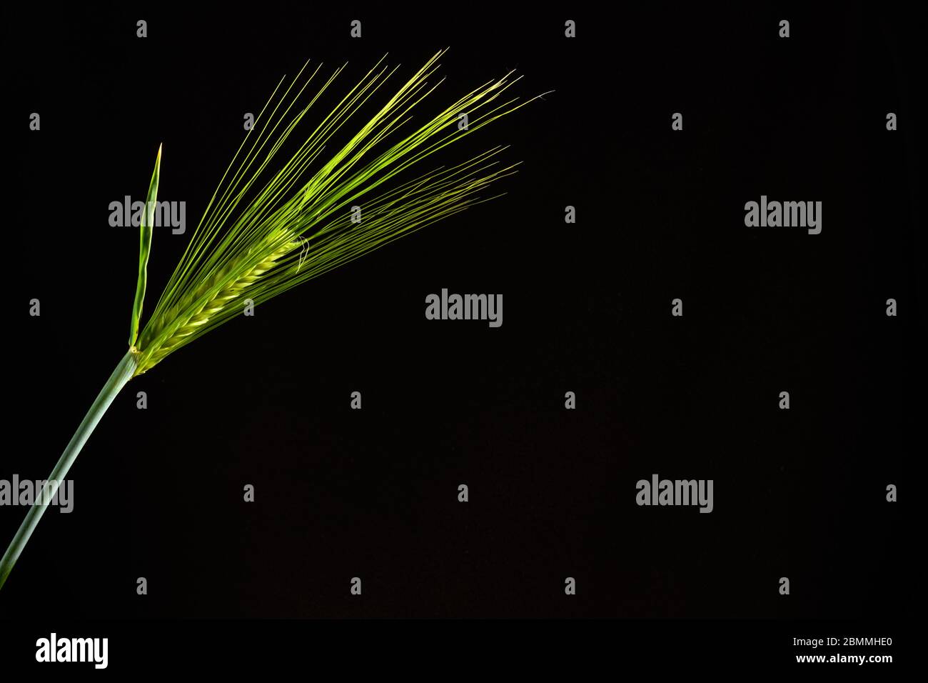 Frond isolated hi-res stock photography and images - Alamy