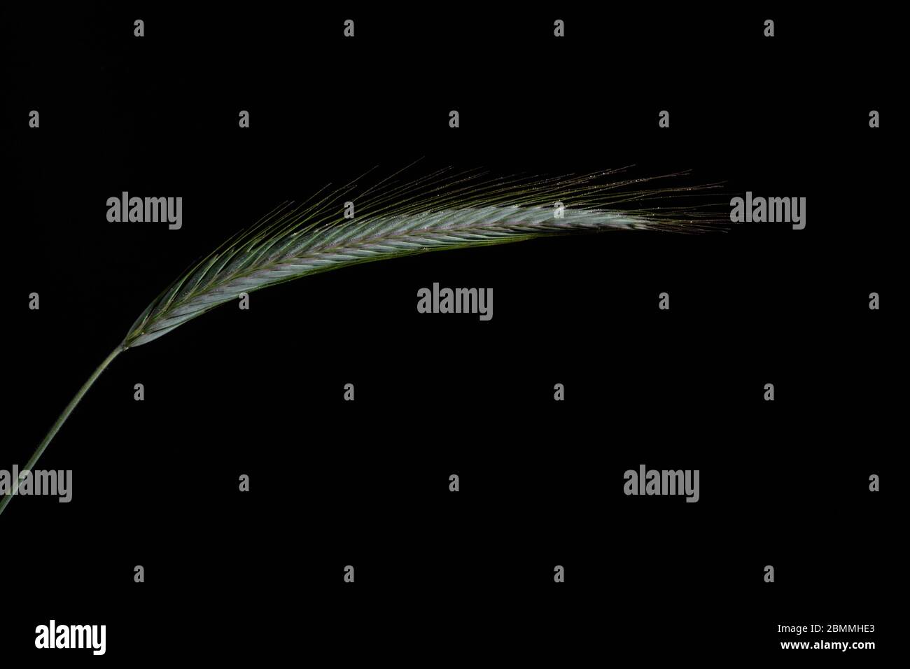 single barley frond isolated on a black background Stock Photo - Alamy