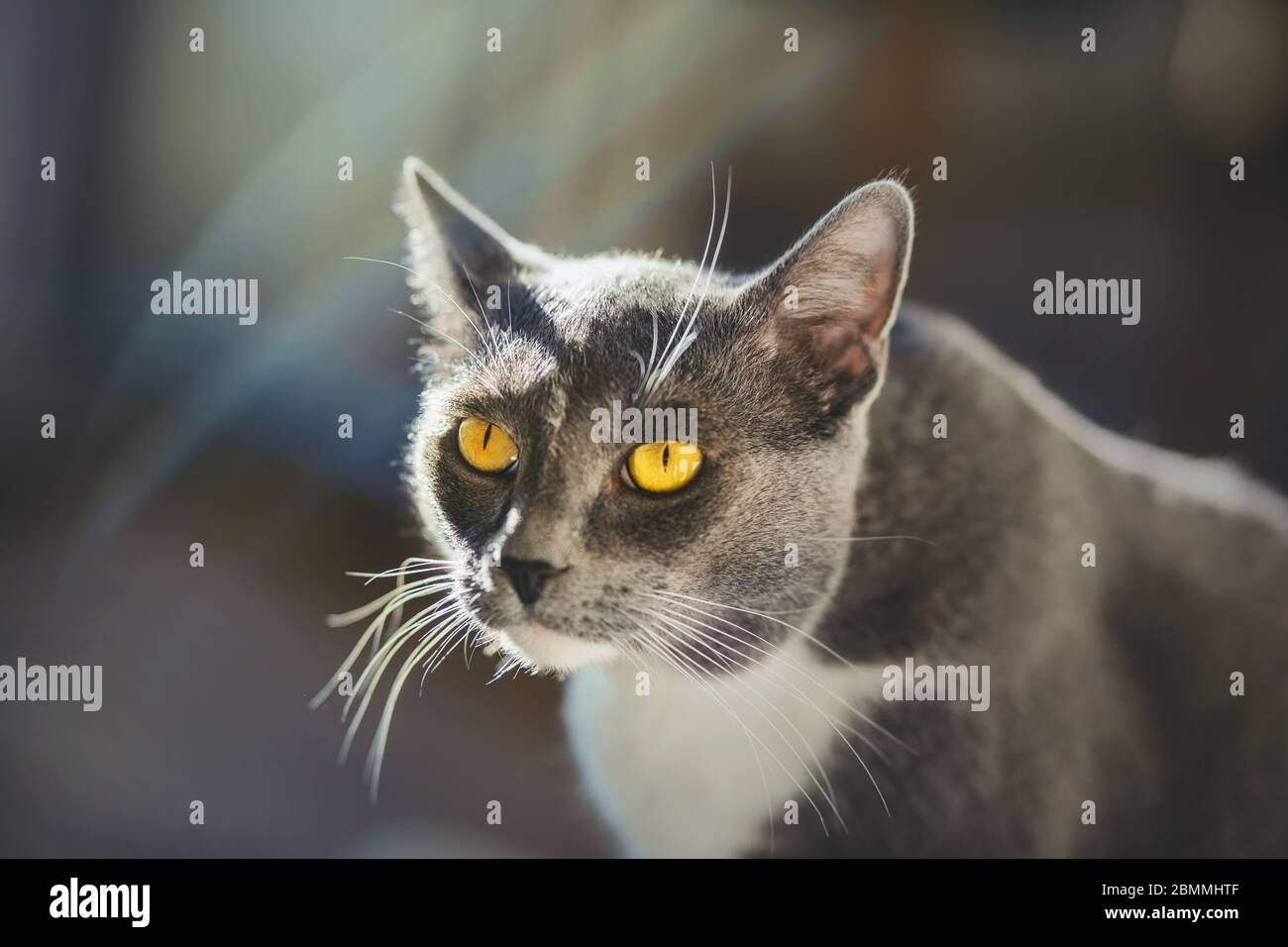 Cat under the light rays hi-res stock photography and images - Alamy
